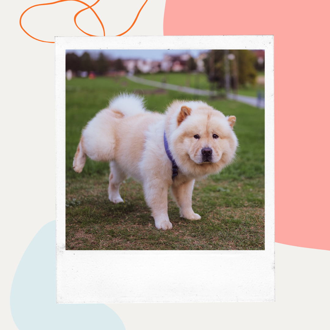 Understanding Urinary Crystals in Your Dog: A Science-Based Guide ...