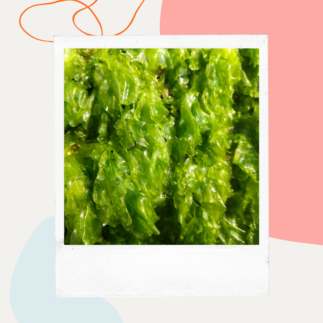 Omega-3 Sources for Dogs: Why We Use Marine Algae Instead of Fish Oil ...